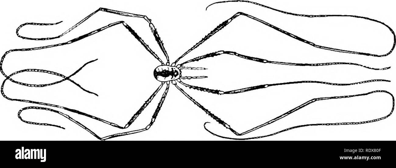 . Natural history. Zoology. 542 ARACHNIDA—ORDER ARANEIDA. Order VI ...