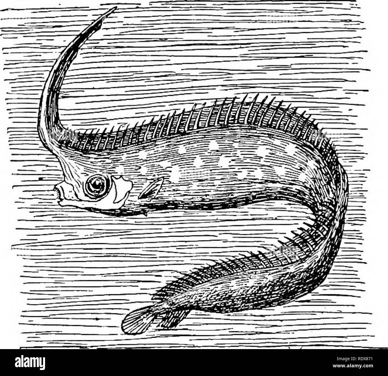 Deep like monster Black and White Stock Photos & Images - Alamy