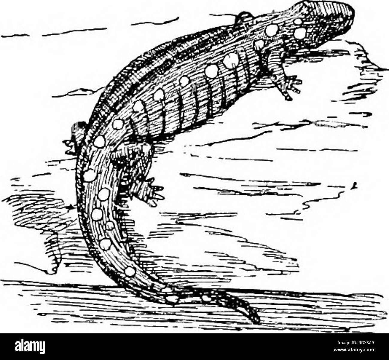 . Natural history. Zoology. NEWTS AND SALAMANDERS. 449 Islands ...