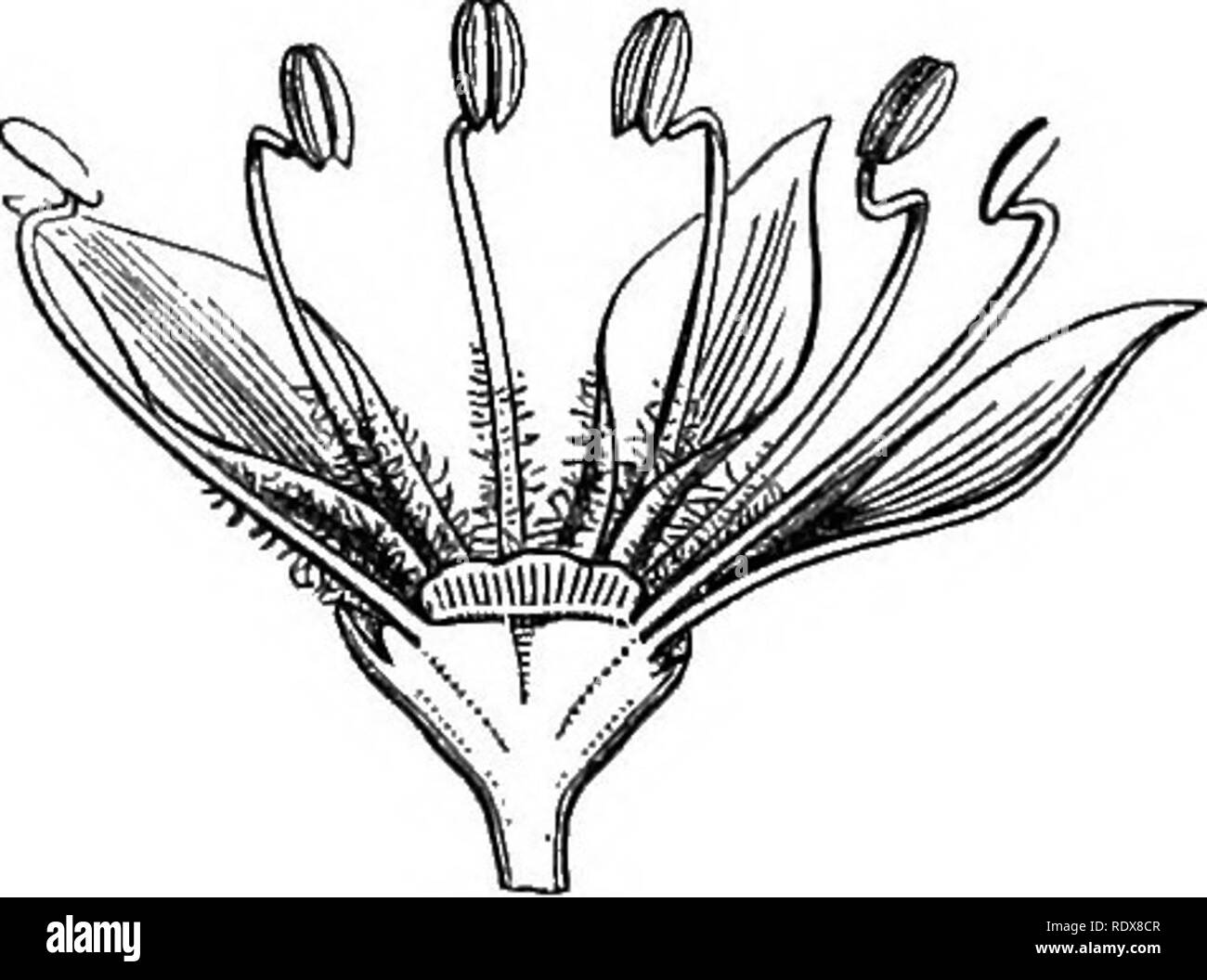 3 part of flower Black and White Stock Photos & Images - Alamy