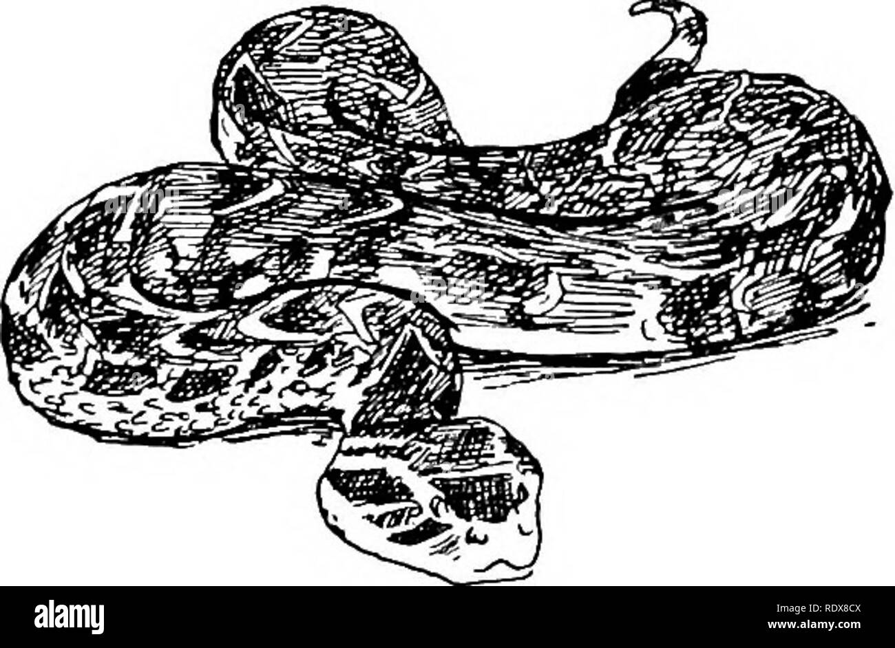 Vertical slit pupil Black and White Stock Photos & Images - Alamy