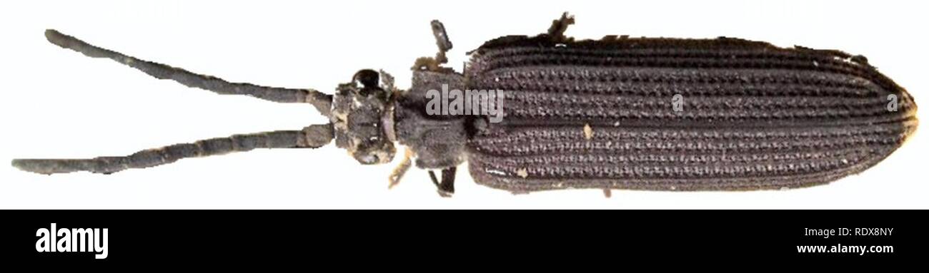 Archostemata Tenomerga mucida01 rotated Stock Photo - Alamy