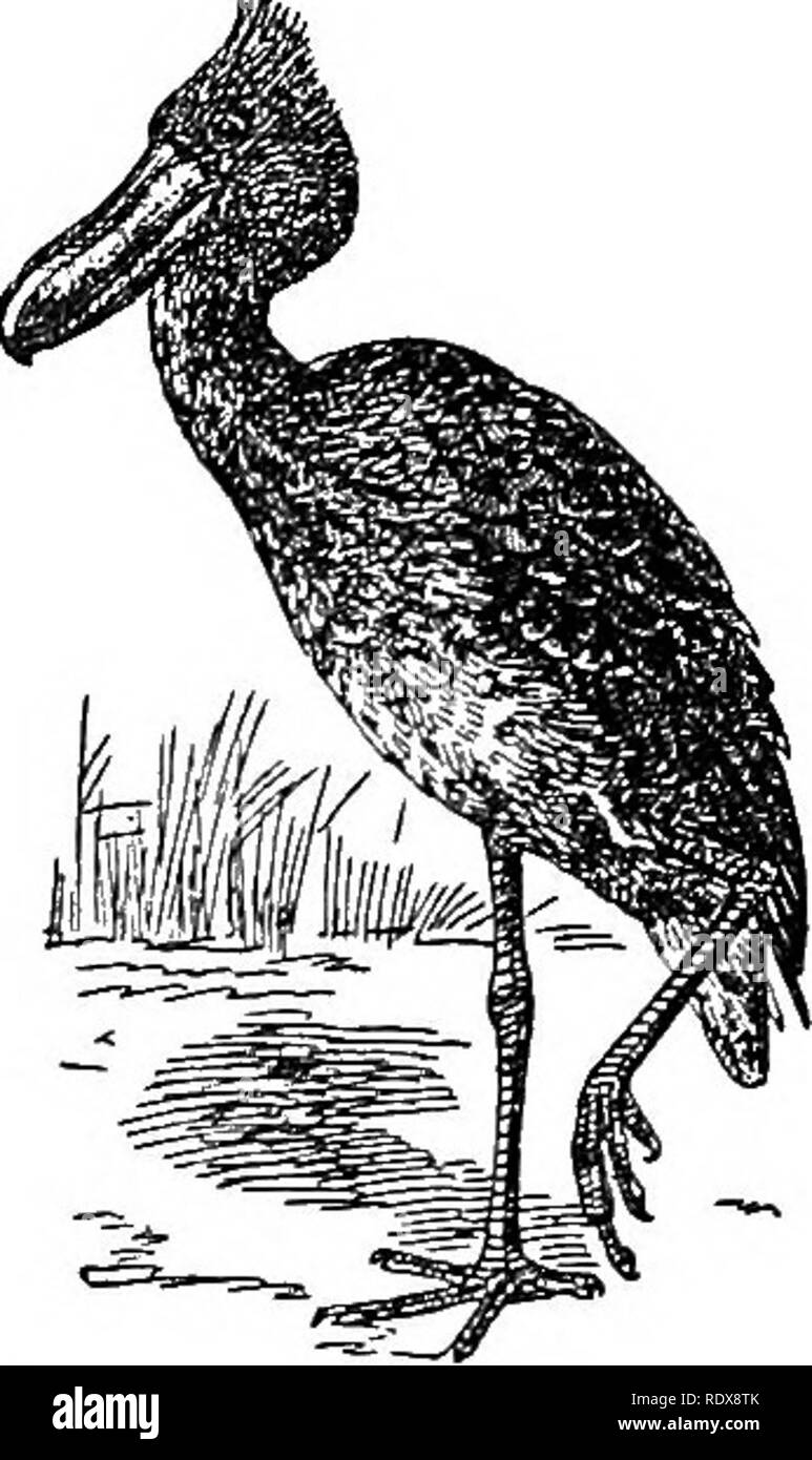 Shoe billed stork Black and White Stock Photos & Images - Alamy