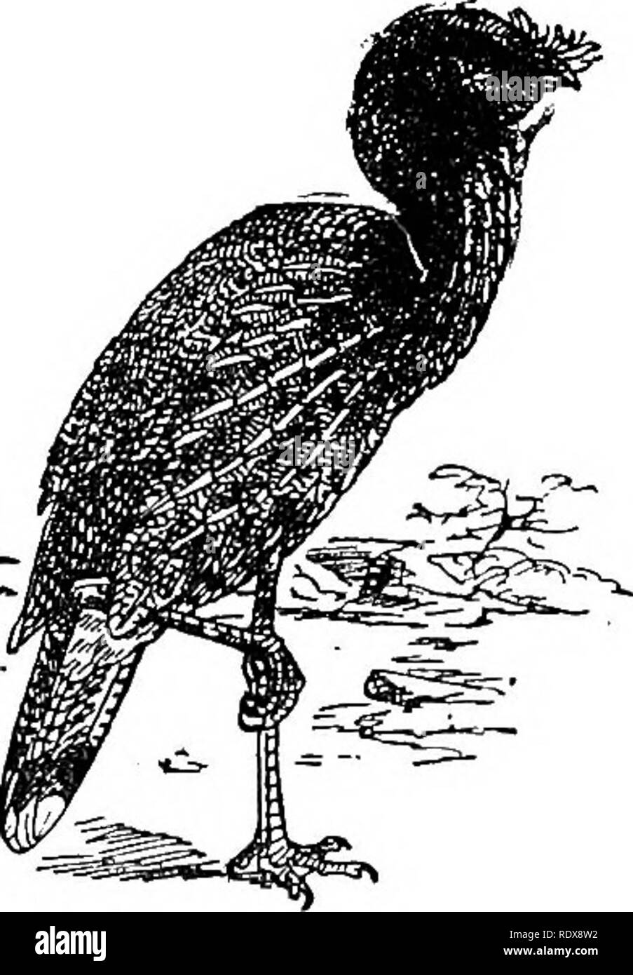 Pso Black and White Stock Photos & Images - Alamy