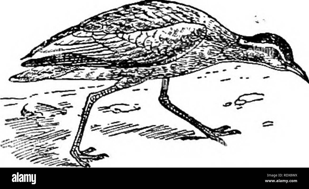 Arctic turn bird hi-res stock photography and images - Alamy