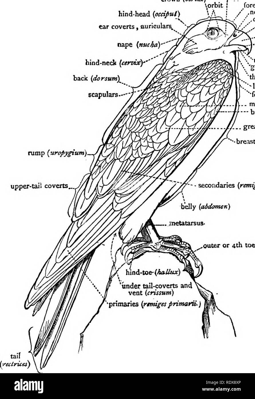 Barbicels hi-res stock photography and images - Alamy