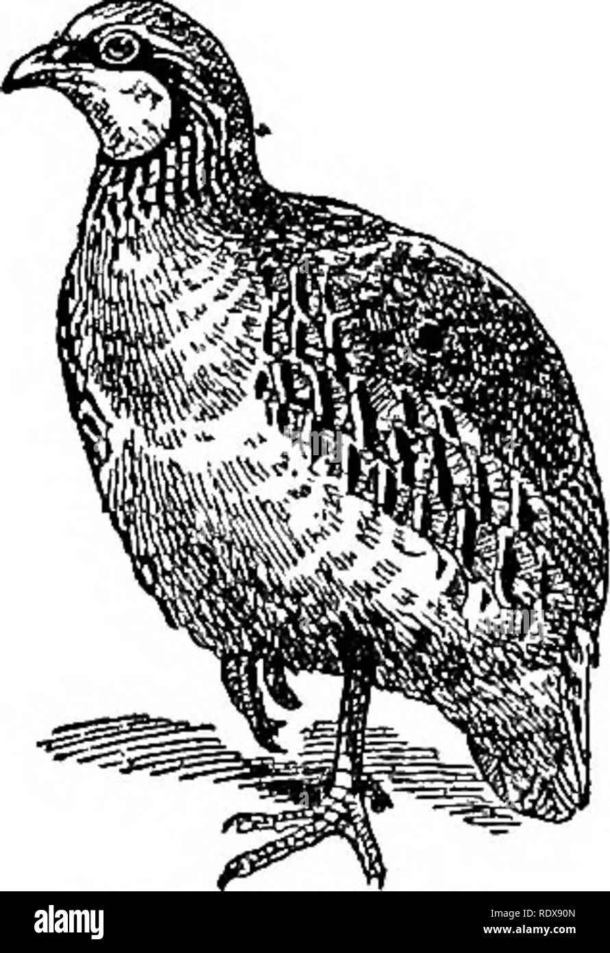 . Natural history. Zoology. A VES—ORDER GALLIFORMES. the snow-line in ...