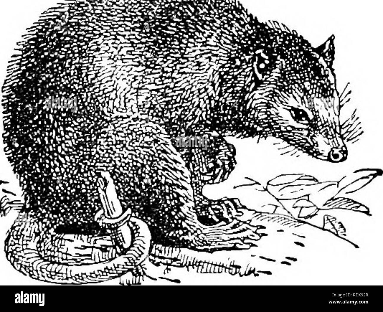 Opossums pouch hi-res stock photography and images - Alamy