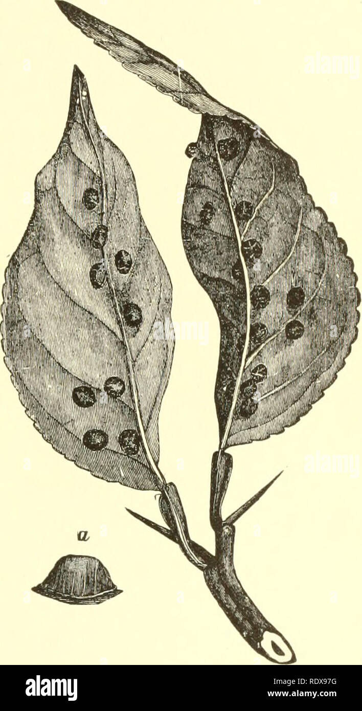 Scale insect egg cases hi-res stock photography and images - Alamy