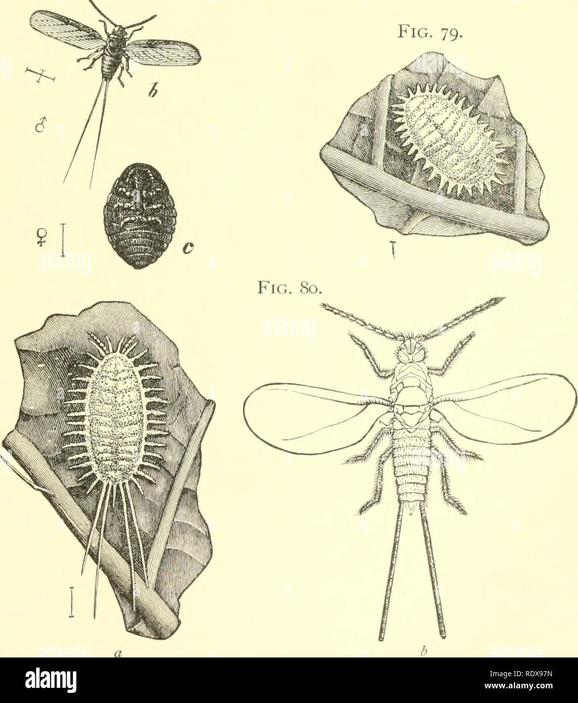 Coccus cacti hi-res stock photography and images - Alamy