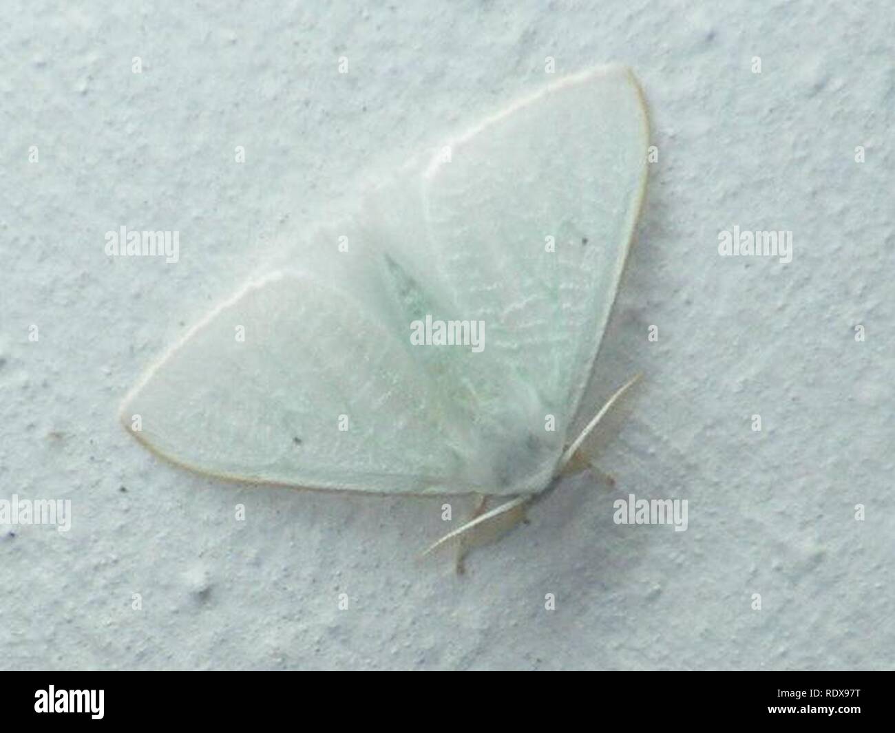 Arctornis sp hi-res stock photography and images - Alamy