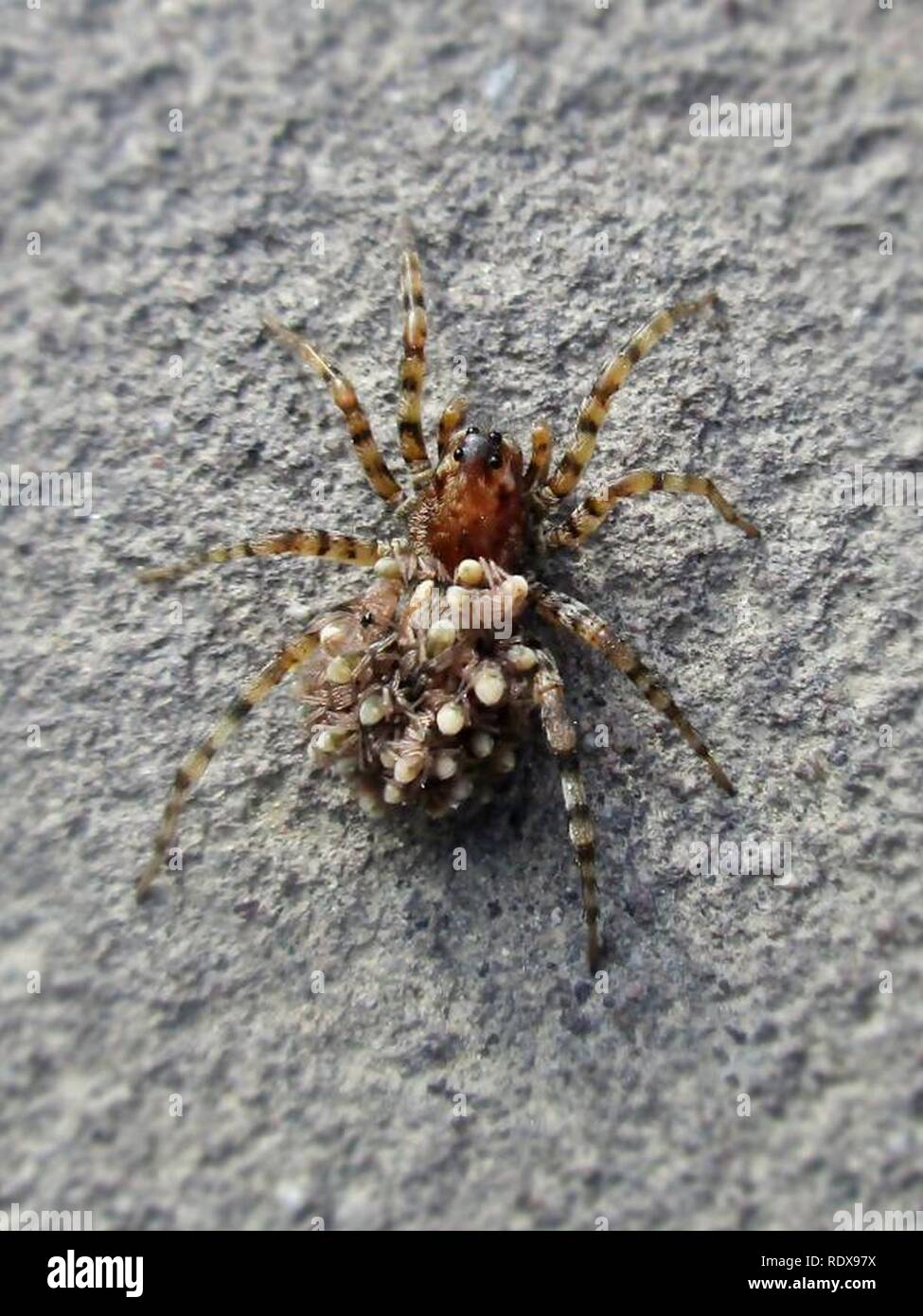 Arctosa hi-res stock photography and images - Alamy