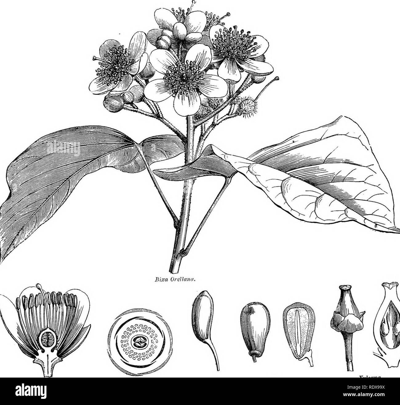 . A general system of botany, descriptive and analytical. In two parts ...