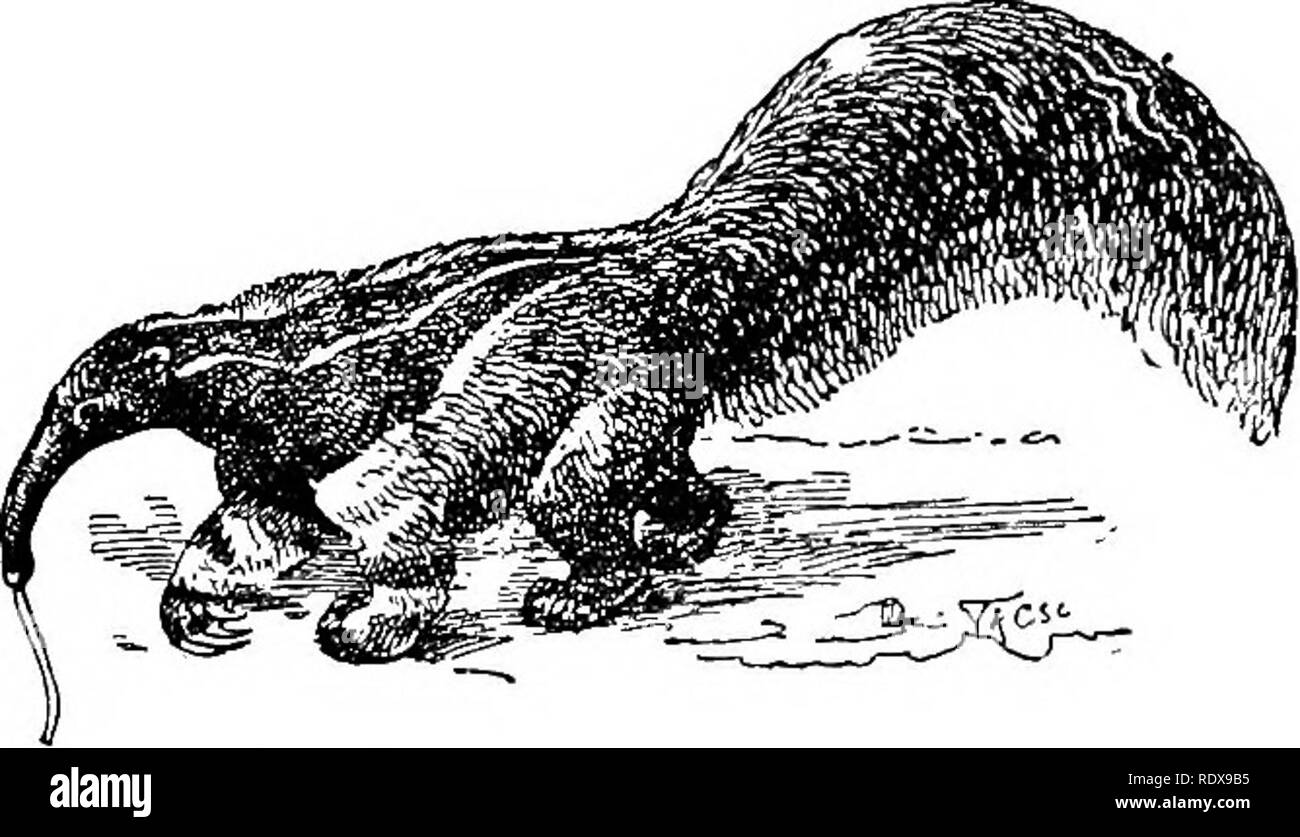 . Natural history. Zoology. MAMMALIAâORDER IX. âEDENTA TA. tudinal slit ...