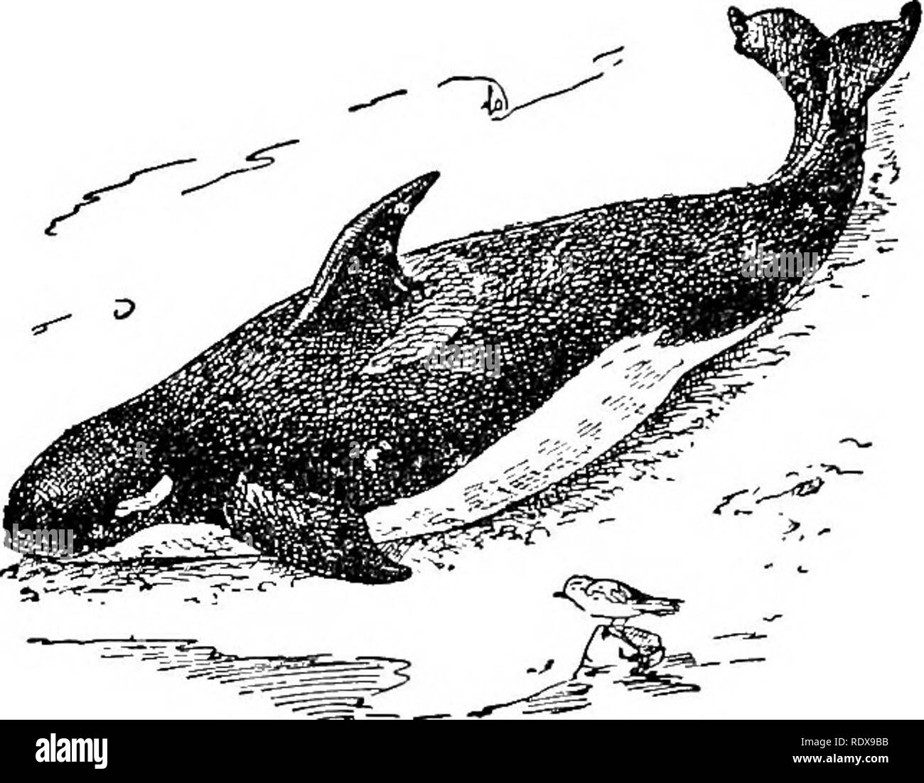 . Natural history. Zoology. i8o MAA/A/AL/A—ORDER VIII.—CETACEA. name ...