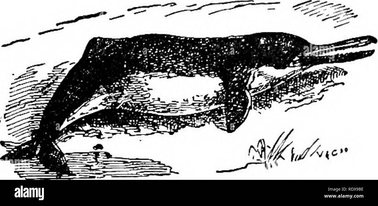 . Natural history. Zoology. 178 MAMMALIA—ORDER VIII.—CETACEA. haunting ...