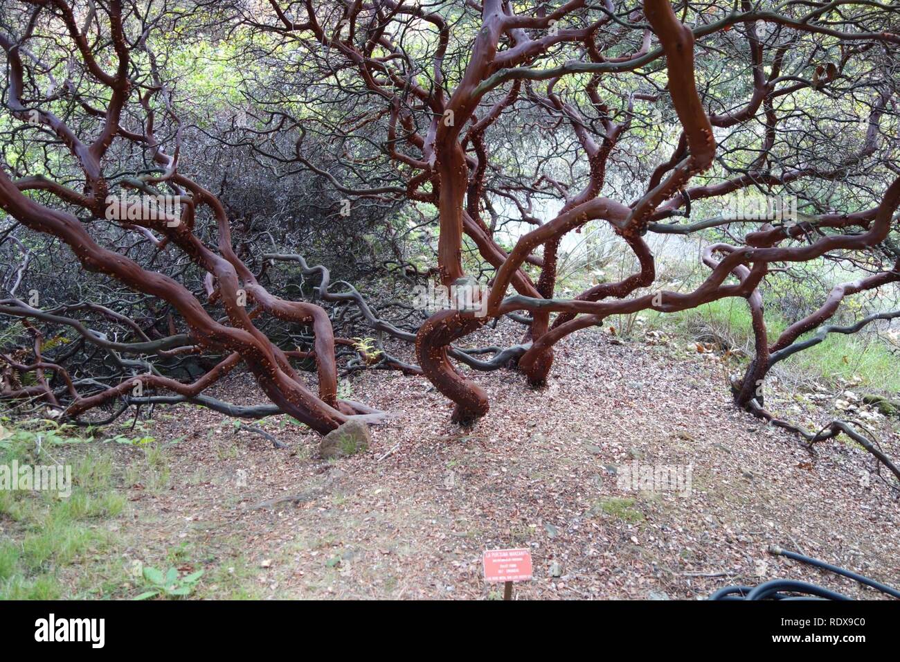 Arctostaphylos purissima - Regional Parks Botanic Garden, Berkeley, CA ...