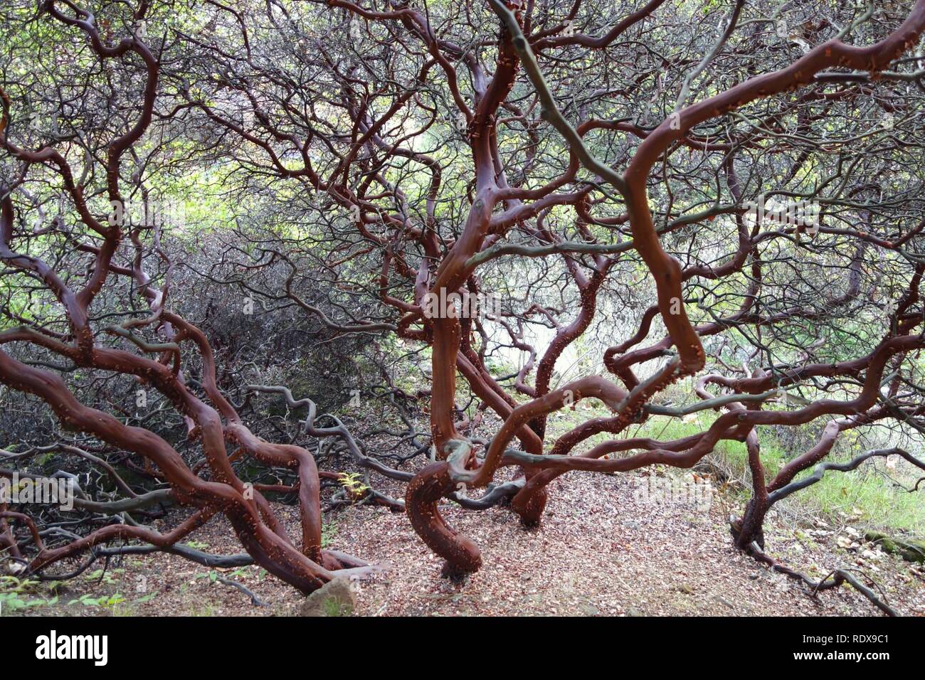 Regional parks botanic garden hi-res stock photography and images - Alamy