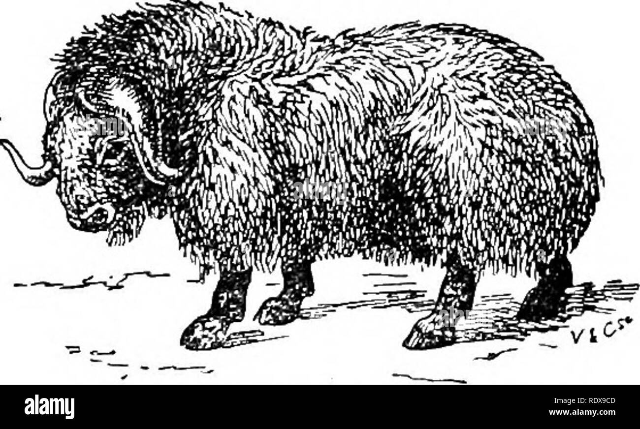 Cattle molar Black and White Stock Photos & Images - Alamy