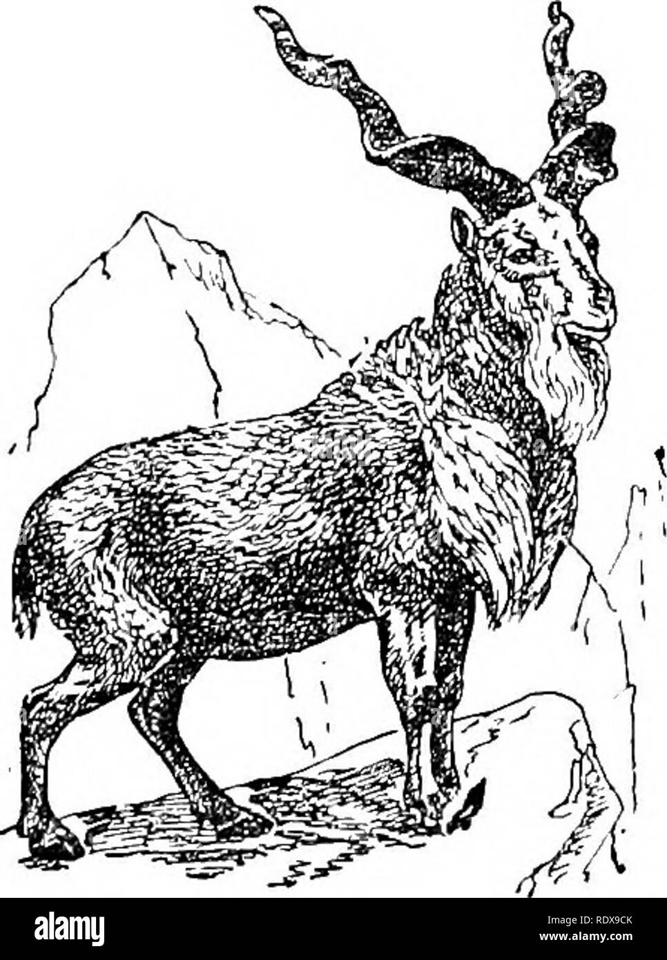 Capra Genus High Resolution Stock Photography and Images - Alamy