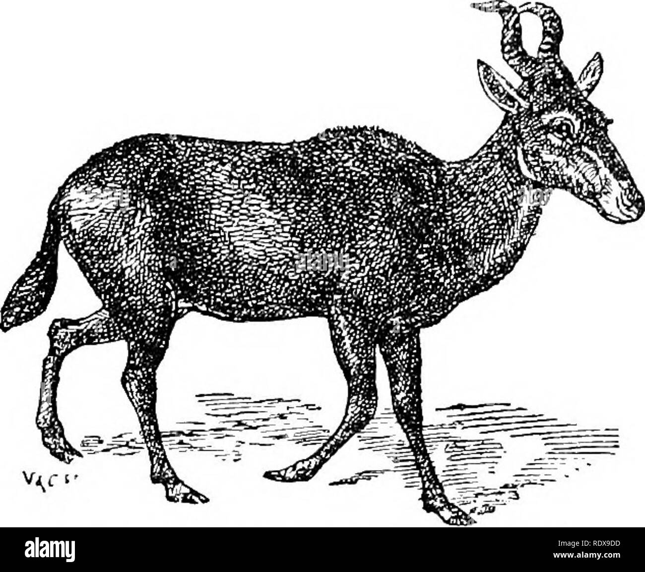 Antelope goats Cut Out Stock Images & Pictures - Alamy