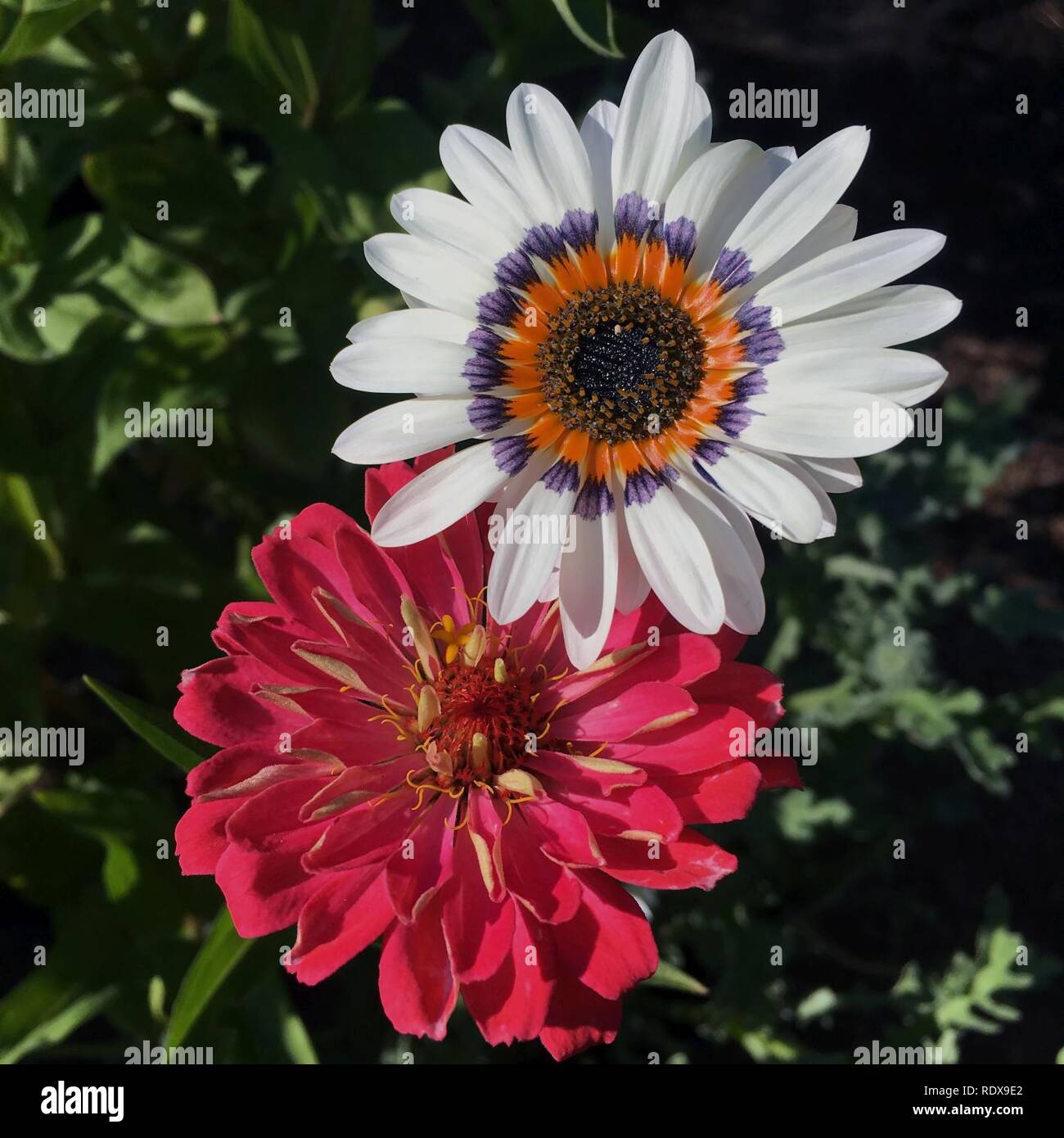 Arctotis fastuosa hi-res stock photography and images - Alamy