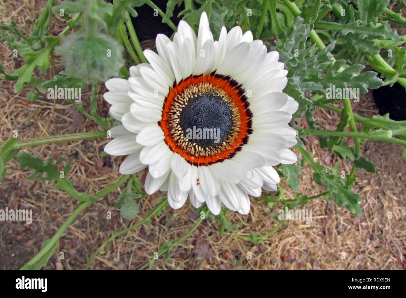 Arctotis fastuosa hi-res stock photography and images - Alamy