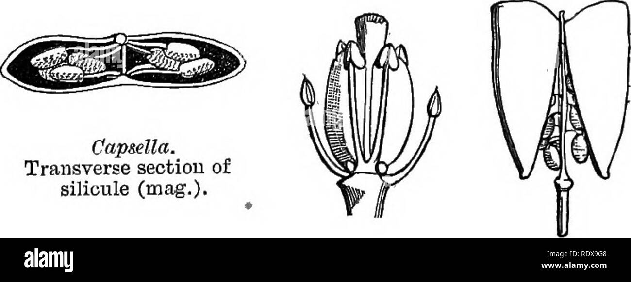 . A general system of botany, descriptive and analytical. In two parts ...