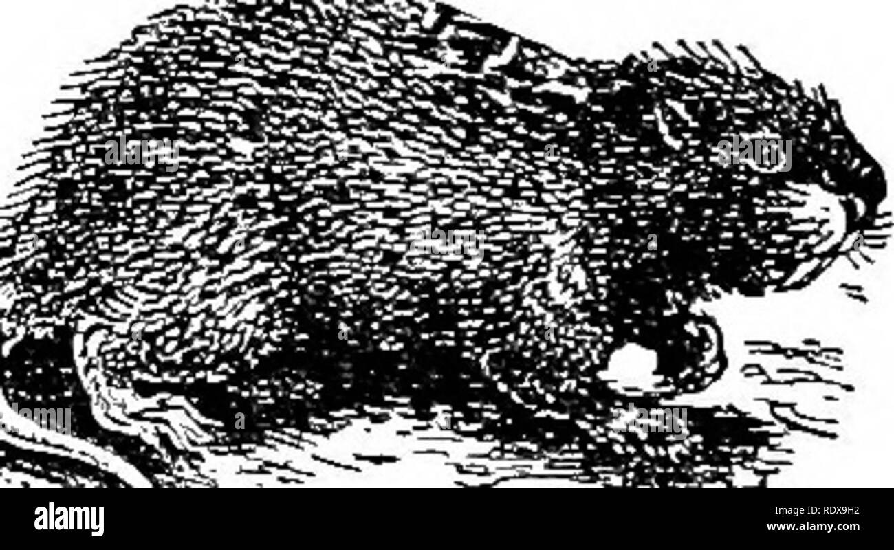 Nutria 62 hi-res stock photography and images - Alamy