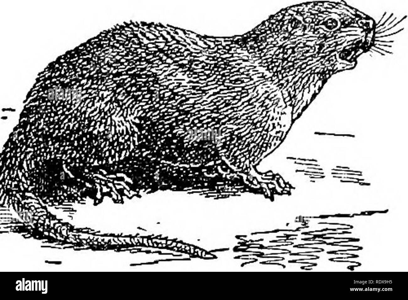 Nutria 62 hi-res stock photography and images - Alamy