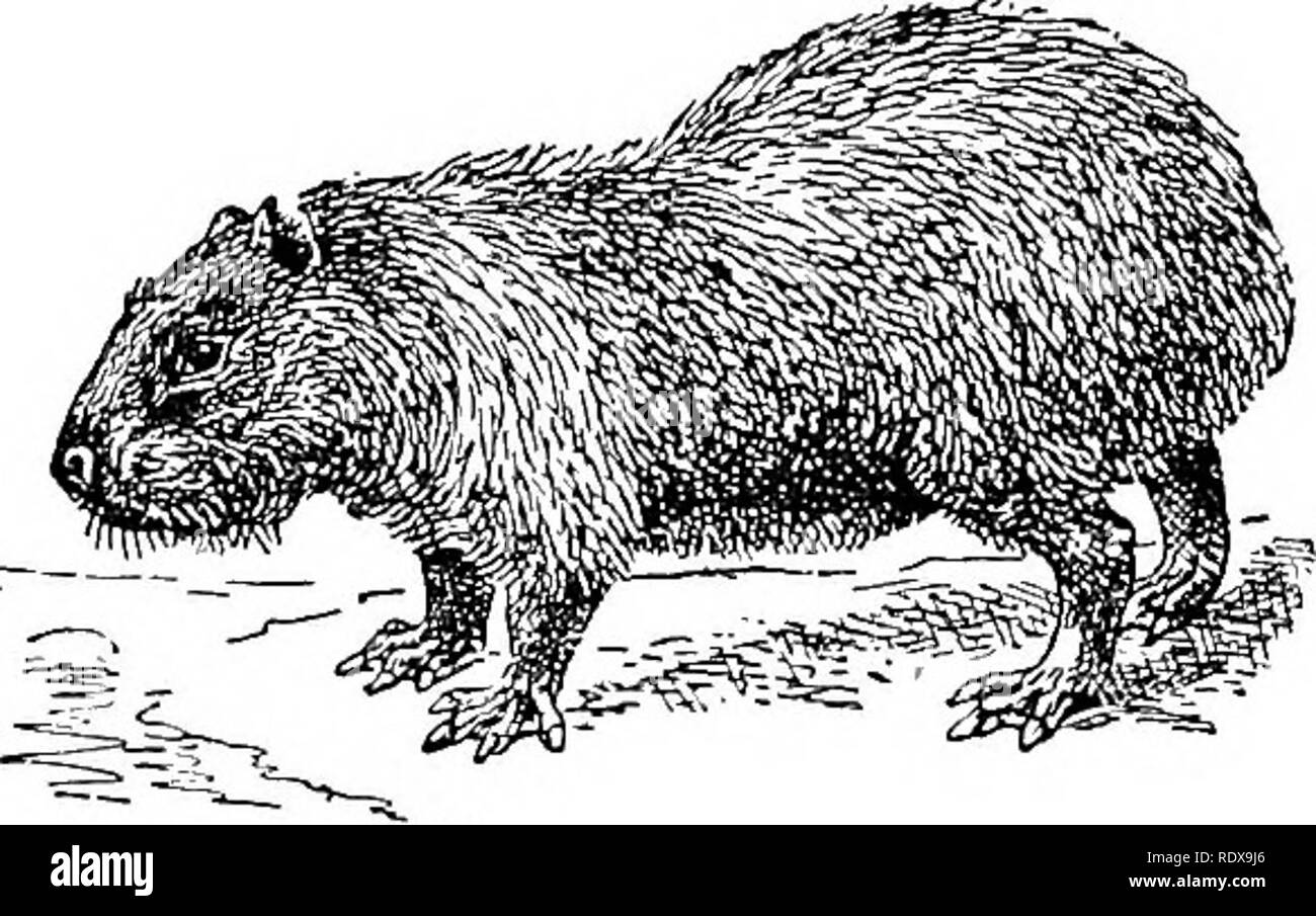 Which has a cosmopolitan distribution Black and White Stock Photos ...