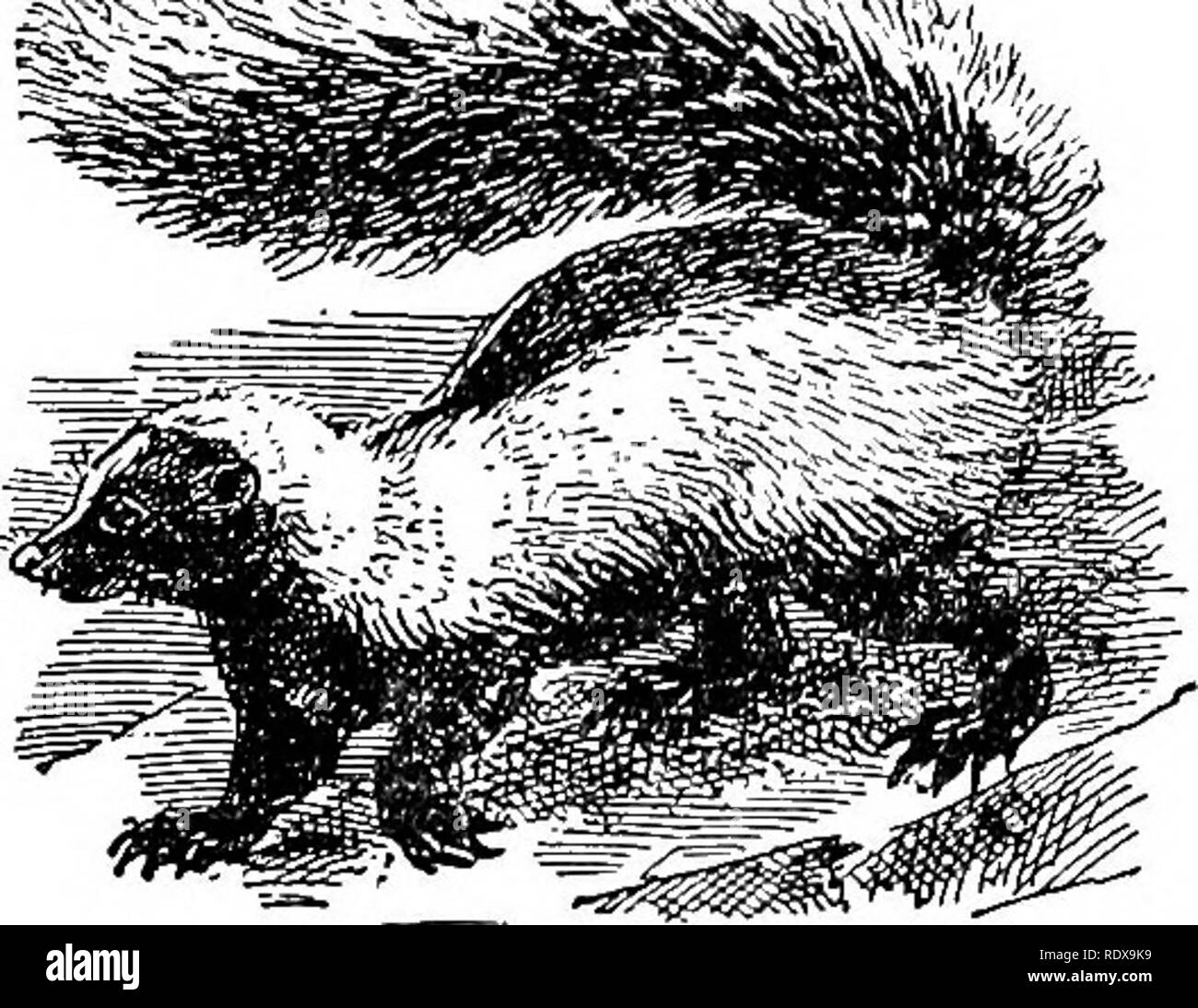 Skunk teeth hi-res stock photography and images - Alamy