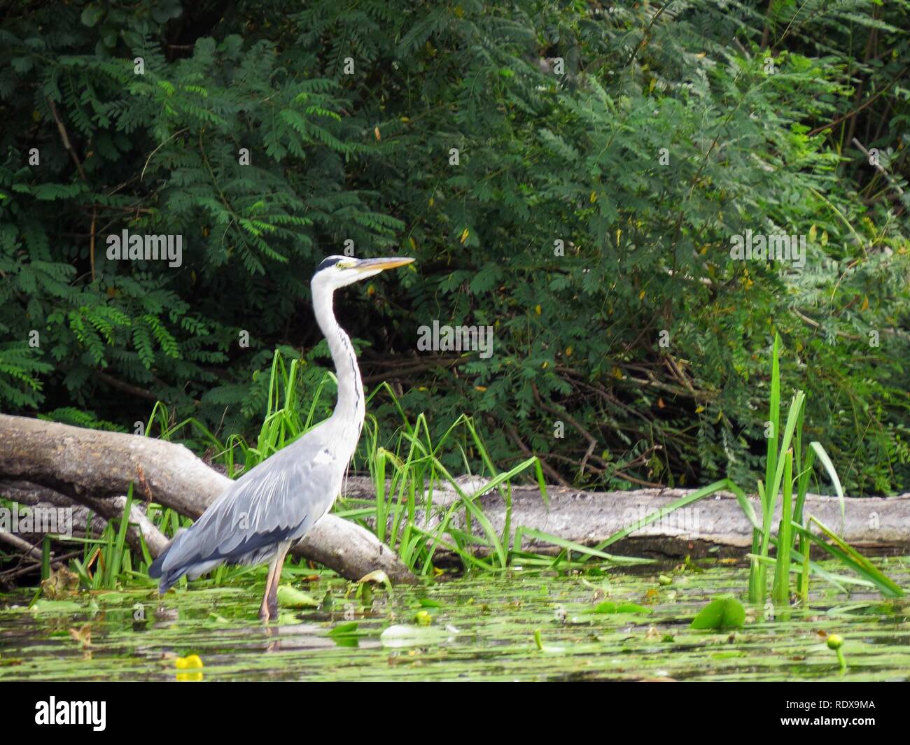 Ardea cinerea Kiev4 Stock Photo - Alamy