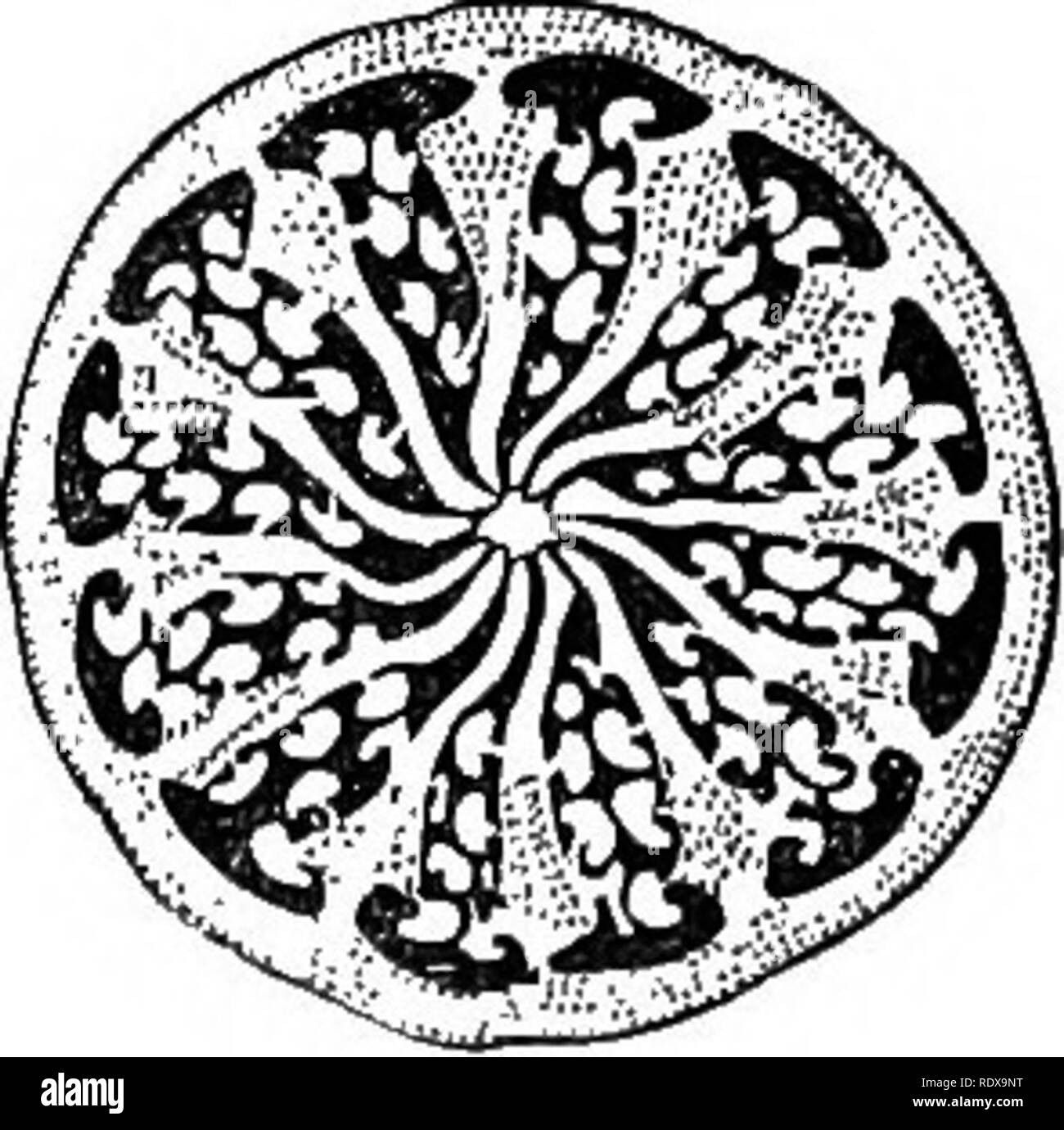 Parts Of A Poppy High Resolution Stock Photography and Images - Alamy