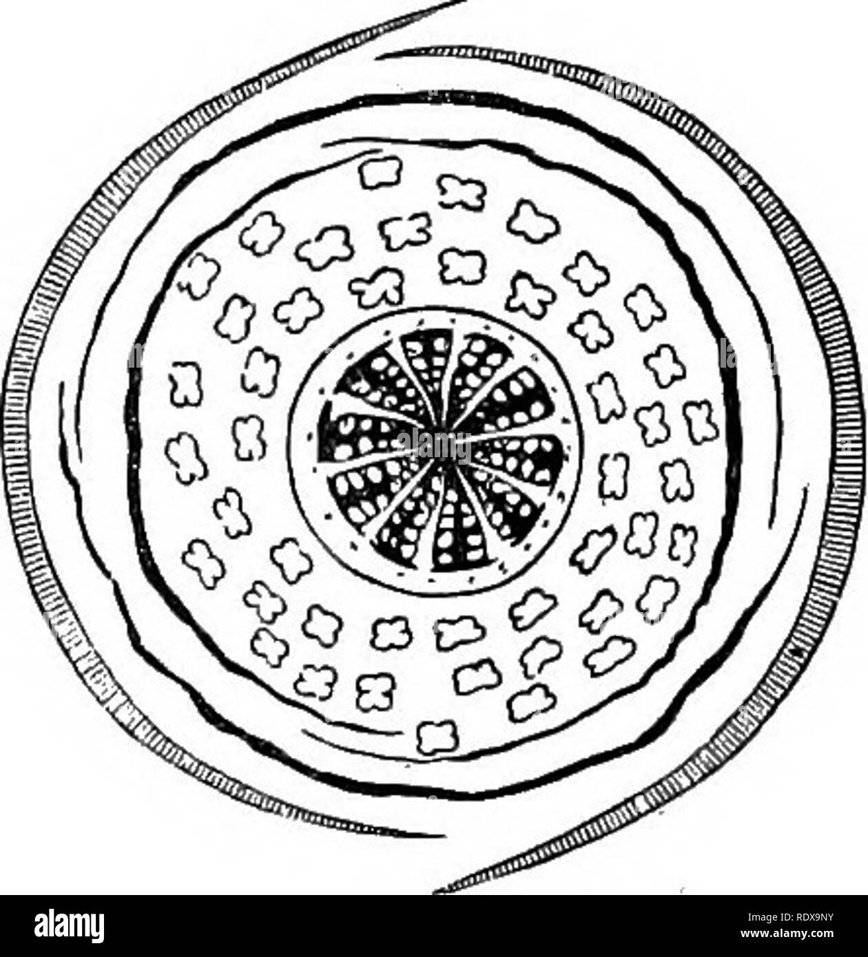 Parts Of A Poppy High Resolution Stock Photography and Images - Alamy