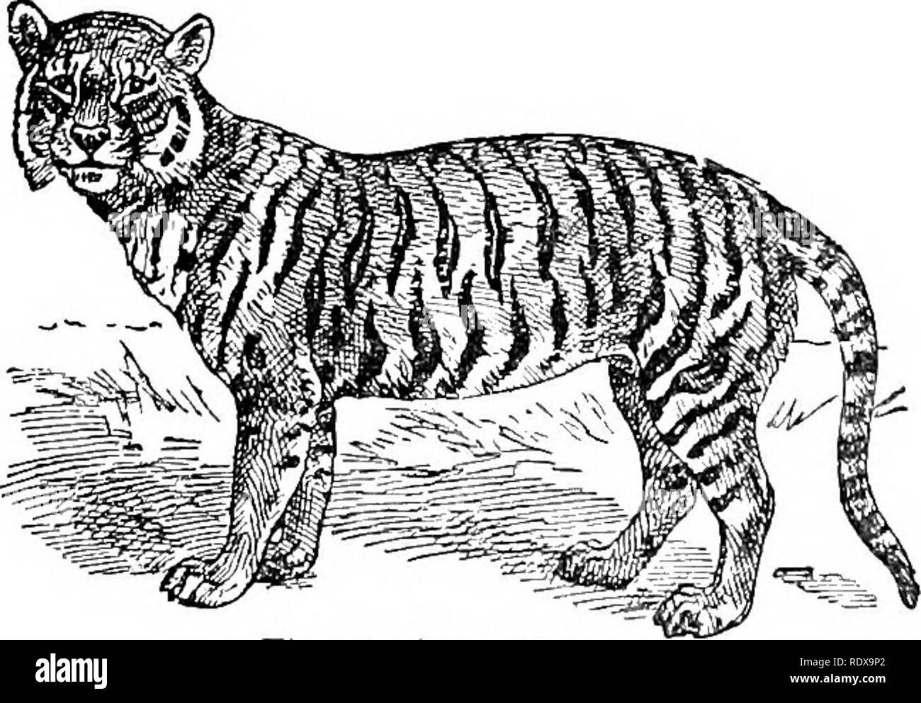 10 pounds scale hi-res stock photography and images - Alamy