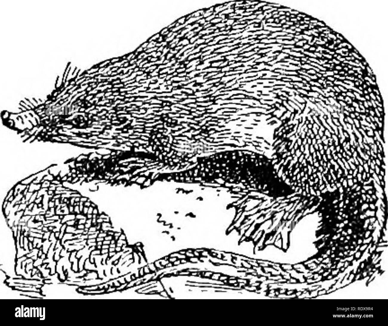 Shrew teeth hi-res stock photography and images - Alamy