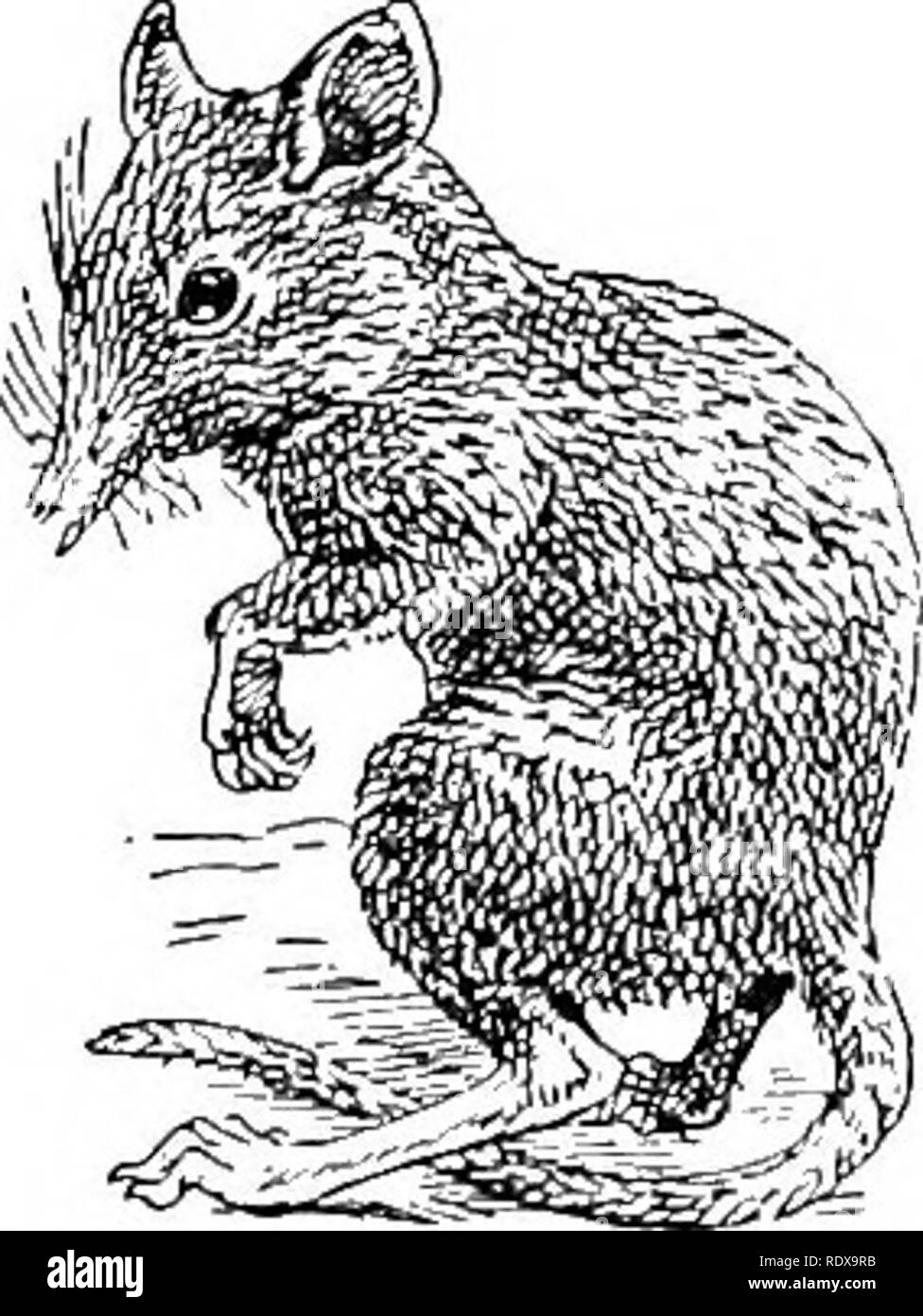 Long haired squirrel hi-res stock photography and images - Alamy