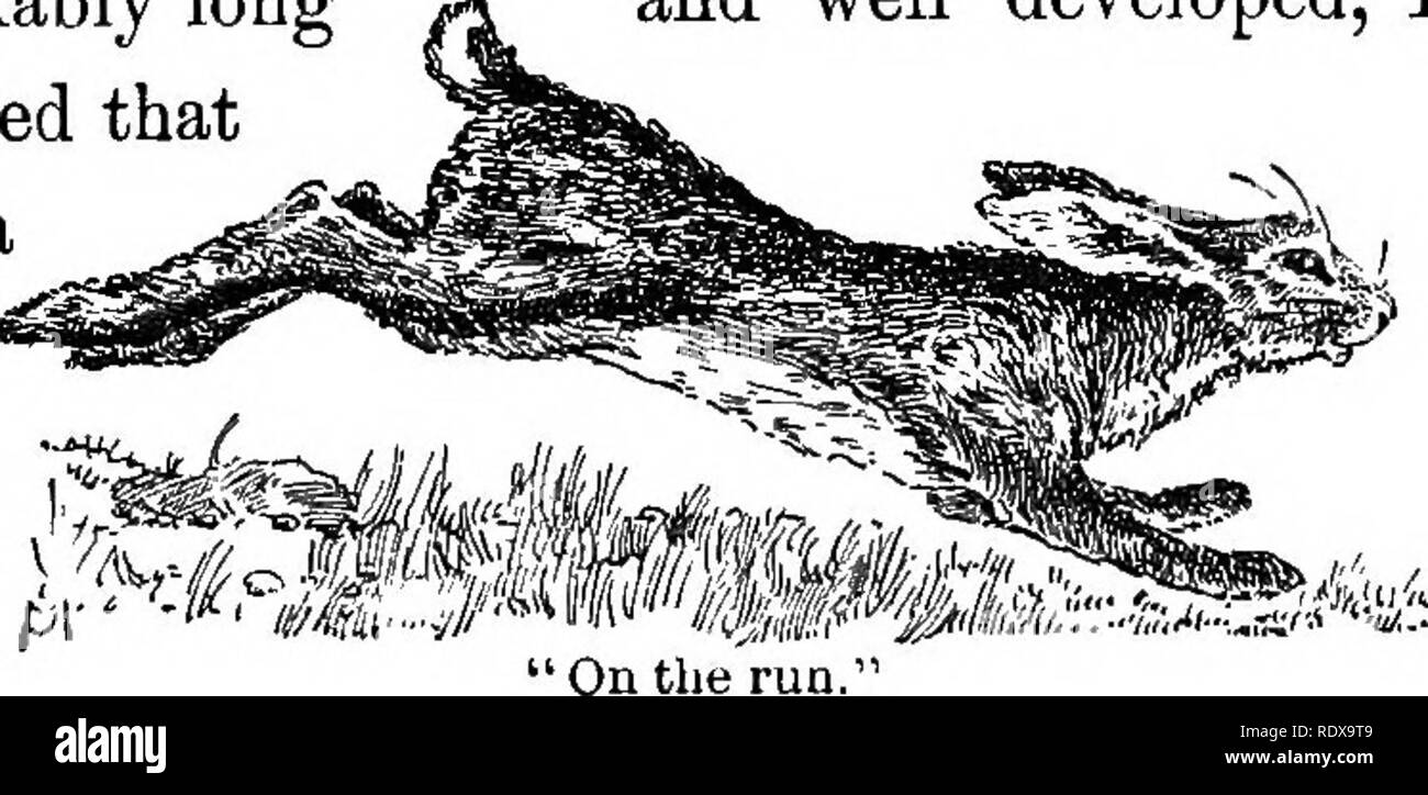 Rabbit like appearance Black and White Stock Photos & Images - Alamy