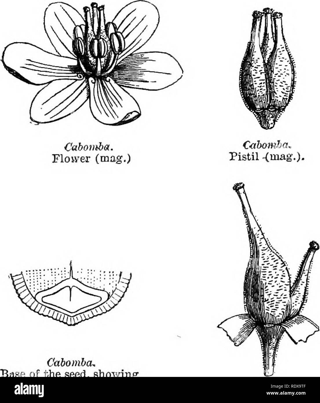 . A general system of botany, descriptive and analytical. In two parts ...