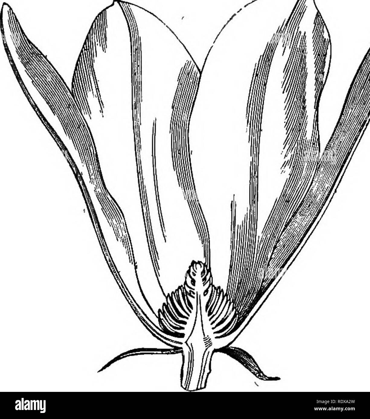 Magnolia anatomy hi-res stock photography and images - Alamy