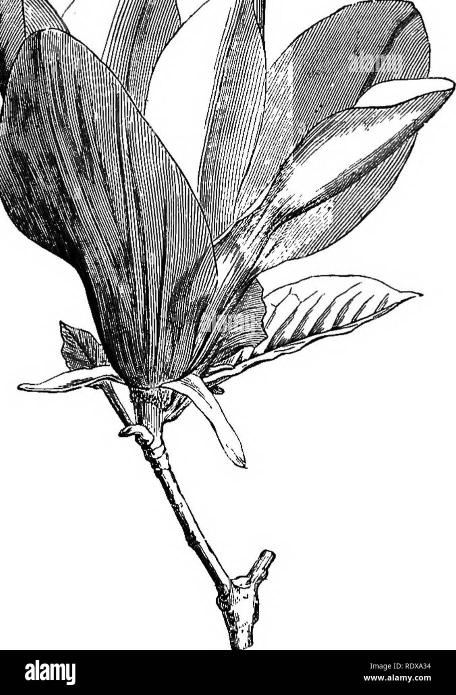 Magnolia anatomy hi-res stock photography and images - Alamy