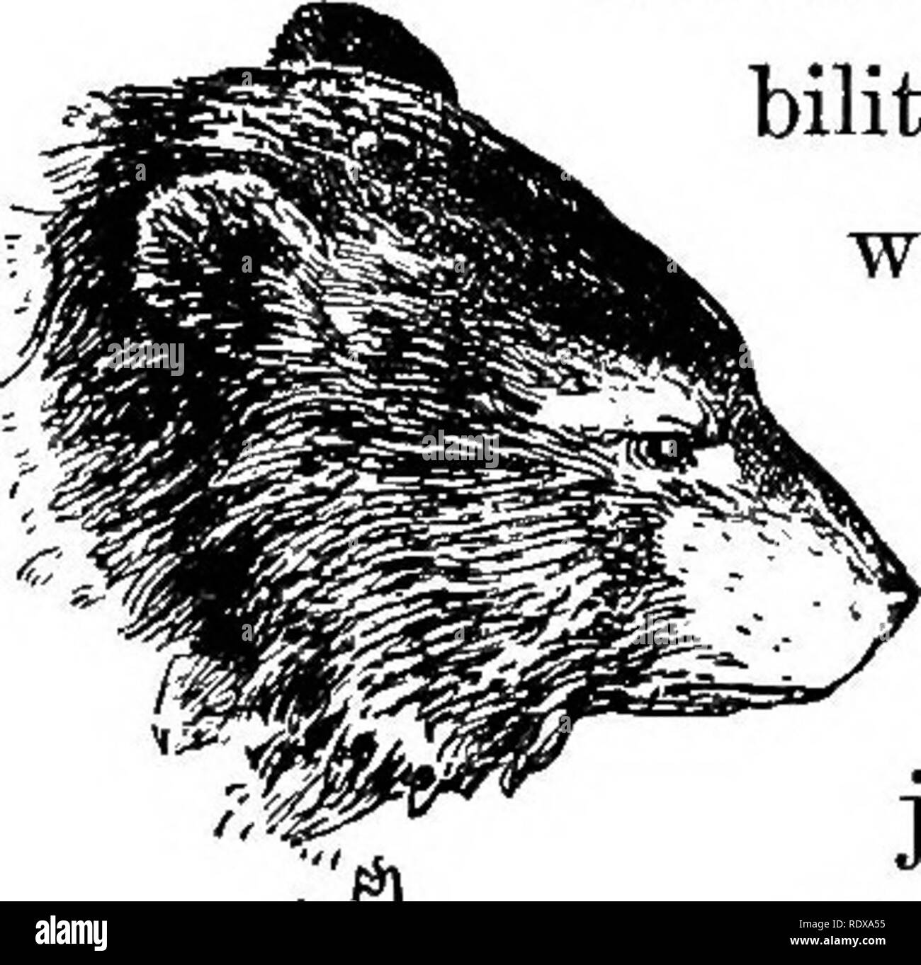 . Familiar life in field and forest; the animals, birds, frogs, and ...