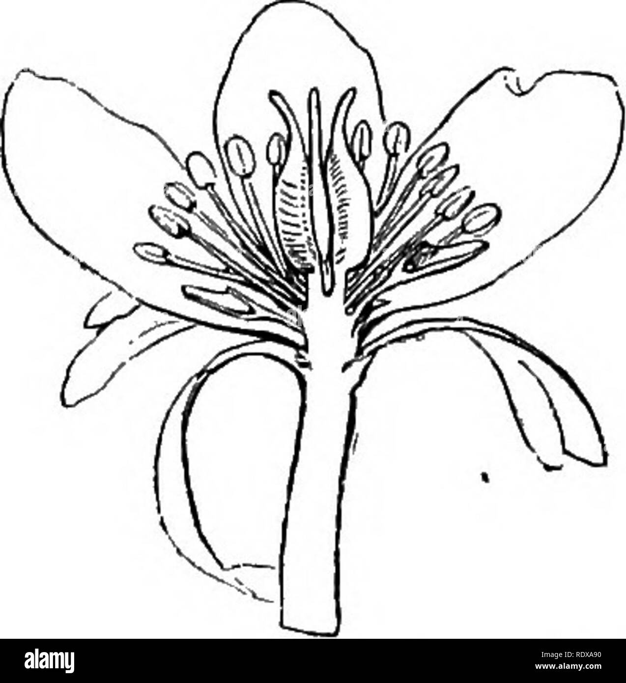 Understanding plant anatomy hi-res stock photography and images - Alamy