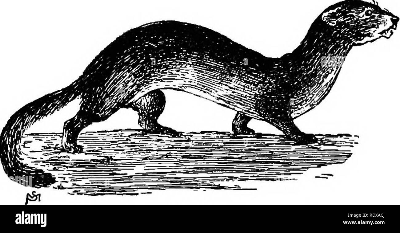 White puto Black and White Stock Photos & Images - Alamy