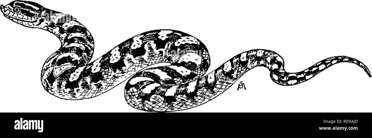 Checkered adder hi-res stock photography and images - Alamy