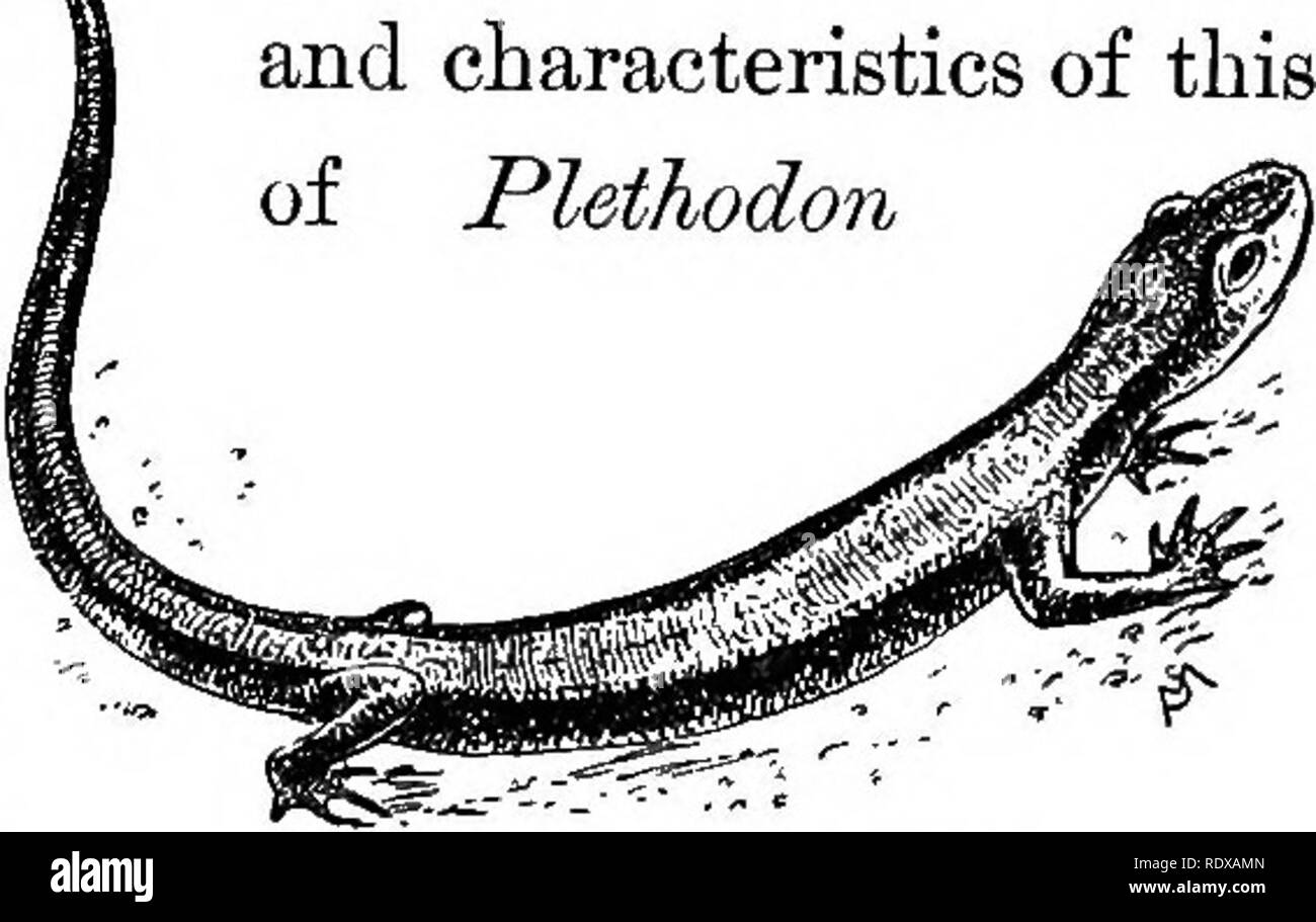 Red Backed Salamander Drawing