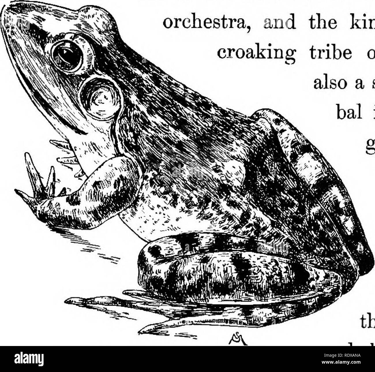 American bullfrog croaking Black and White Stock Photos & Images - Alamy