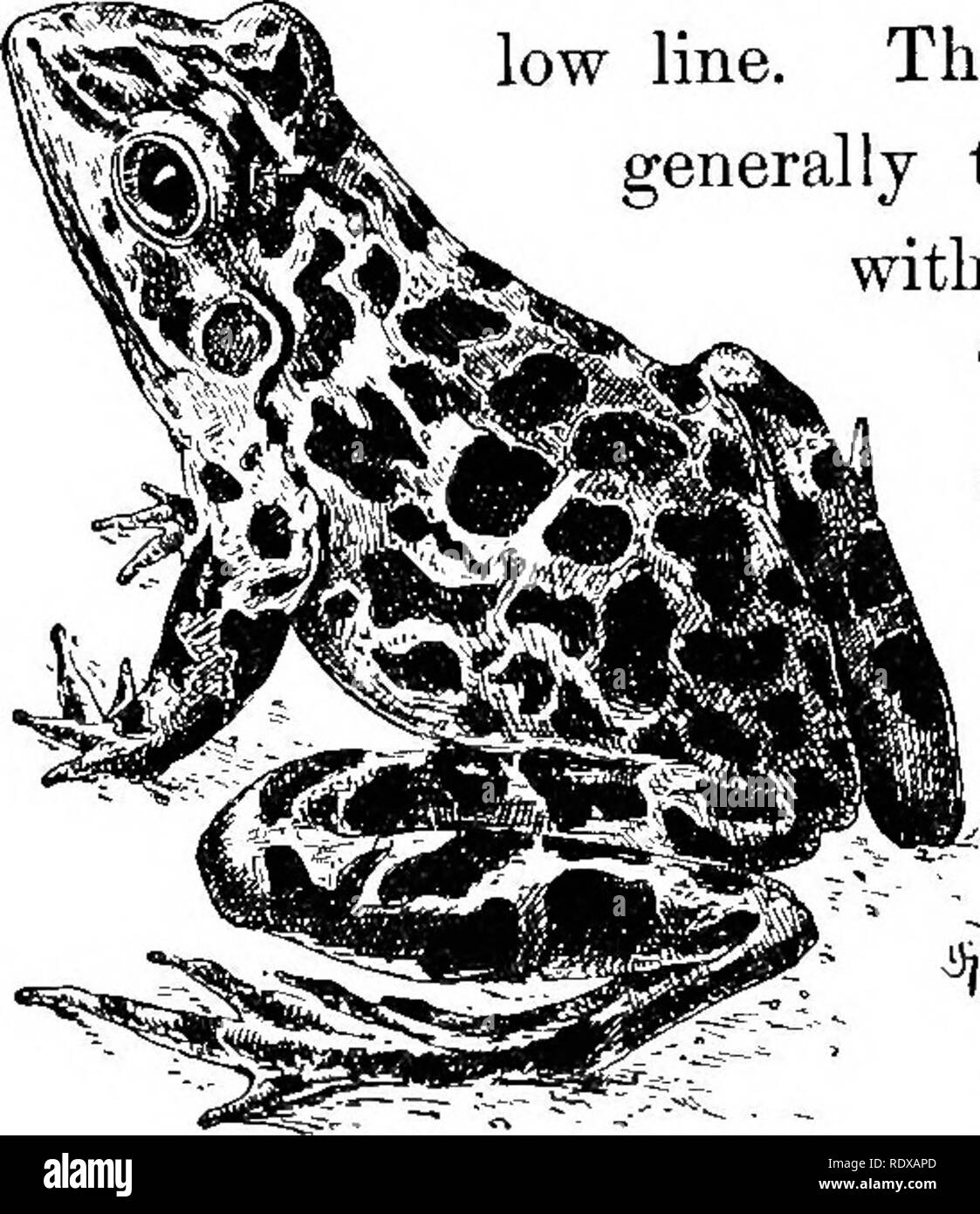 . Familiar life in field and forest; the animals, birds, frogs, and ...