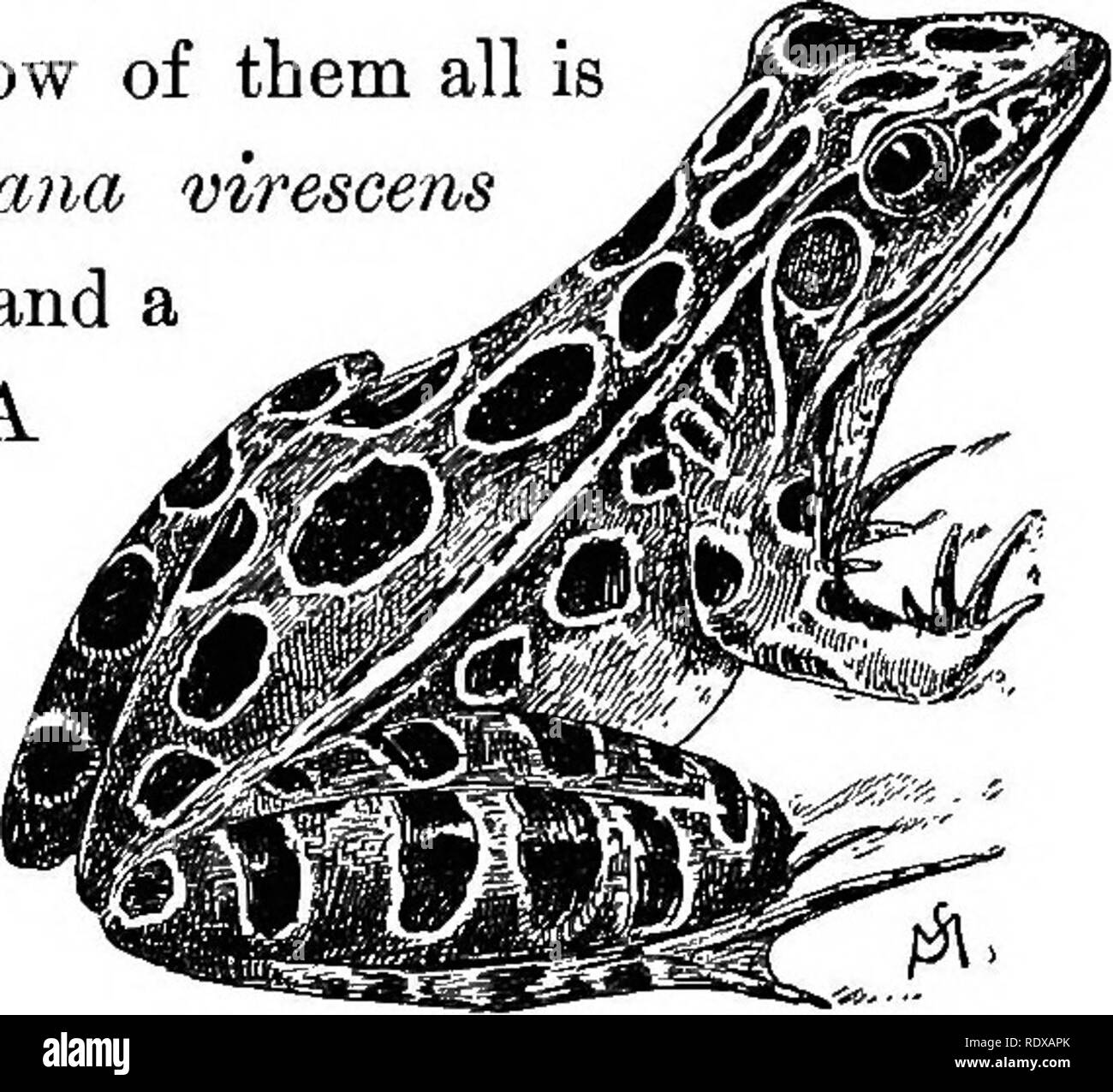 Leopard frog new species hi-res stock photography and images - Alamy